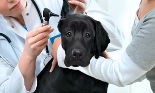 Comprendiendo la Infeccion de Oído en Perros | Virbac México