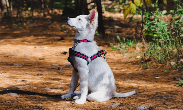 3 Comandos esenciales que tu perro debe aprender